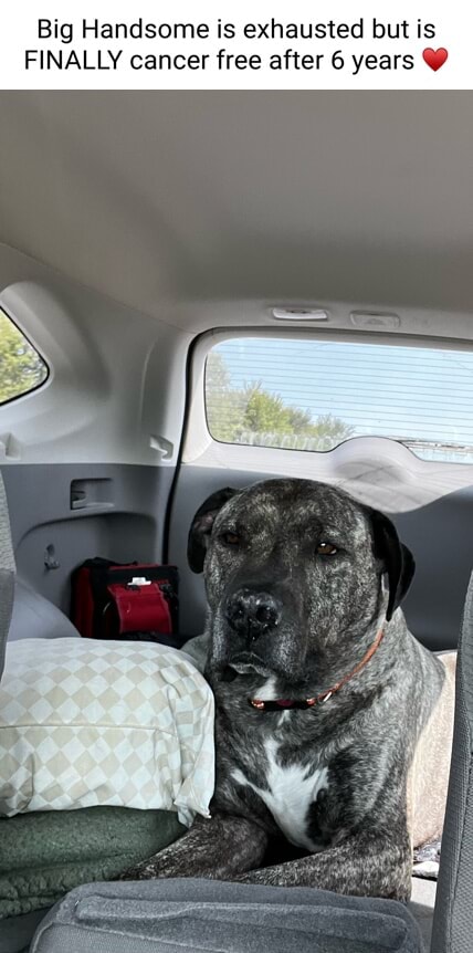 Big Handsome is exhausted but is FINALLY cancer free after 6 years - iFunny