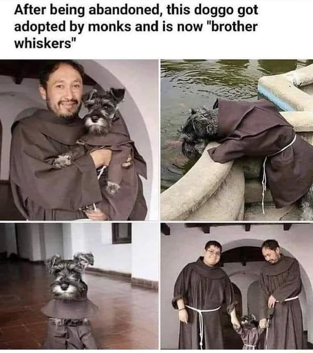 After being abandoned, this doggo got adopted by monks and is now ...