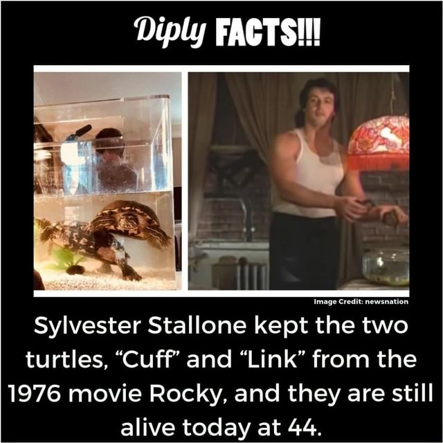 Mag ed' w :* Sylvester Stallone kept the two turtles, “Cuff” and “Link ... Mag ed' w :* Sylvester Stallone kept the two turtles, “Cuff” and “Link ...