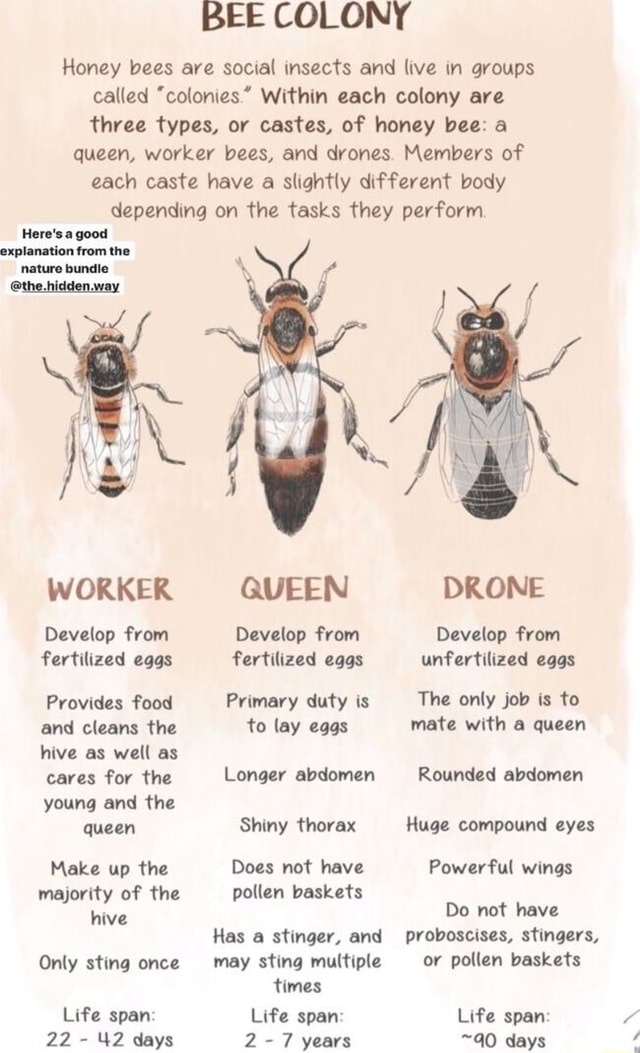 BEE COLONY Honey bees are social insects and live in groups called ...