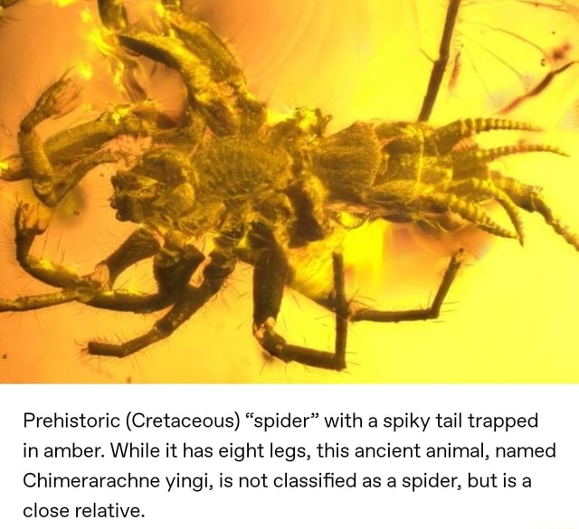 Prehistoric (Cretaceous) “spider” with a spiky tail trapped in amber ...