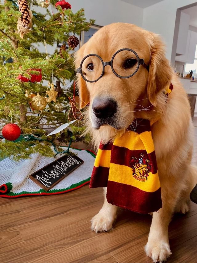 A mix of pictures of animals that makes me smile - iFunny