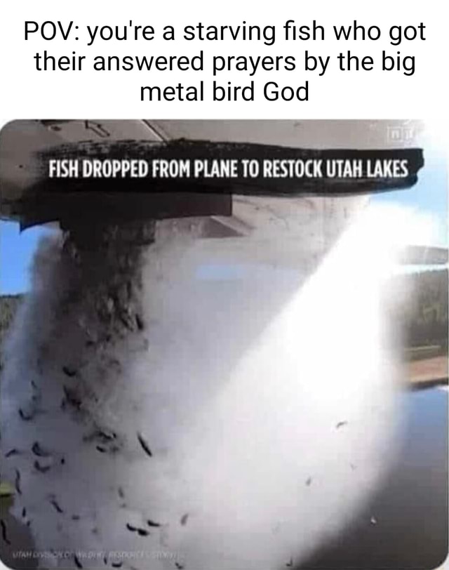 POV: you're a starving fish who got their answered prayers by the big ...