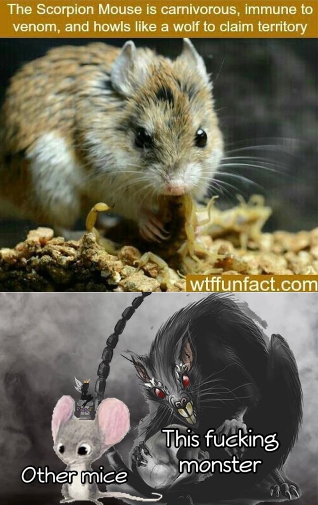 The Scorpion Mouse is carnivorous, immune to venom, and howls like a ...