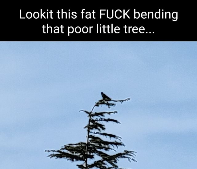 Lookit this fat FUCK bending that poor little tree... - iFunny