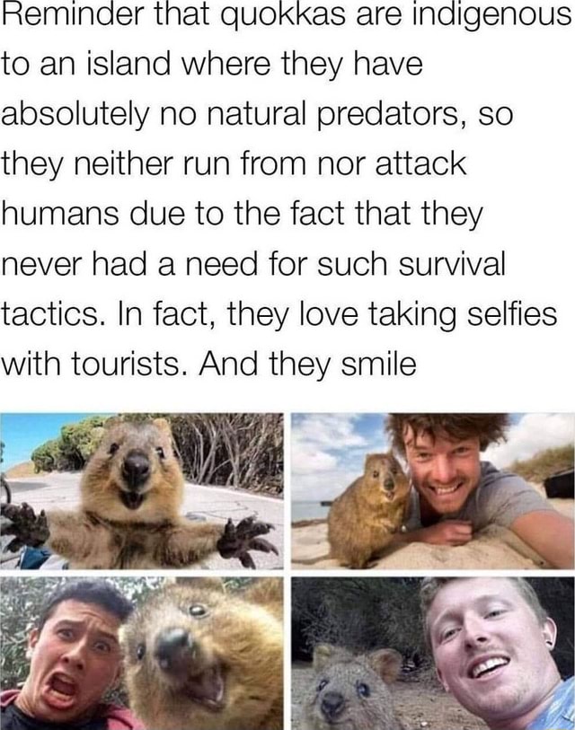 Reminder that quokkas are indigenous to an island where they have ...