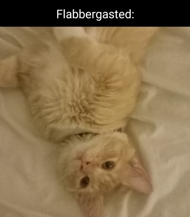 Flabbergasted: - iFunny