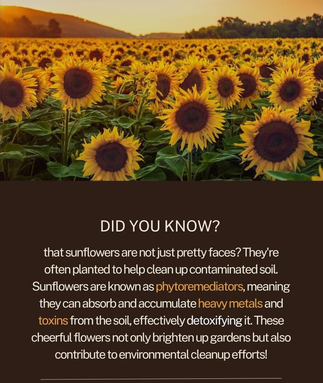 DID YOU KNOW? that sunflowers are not just pretty faces? They're often ...
