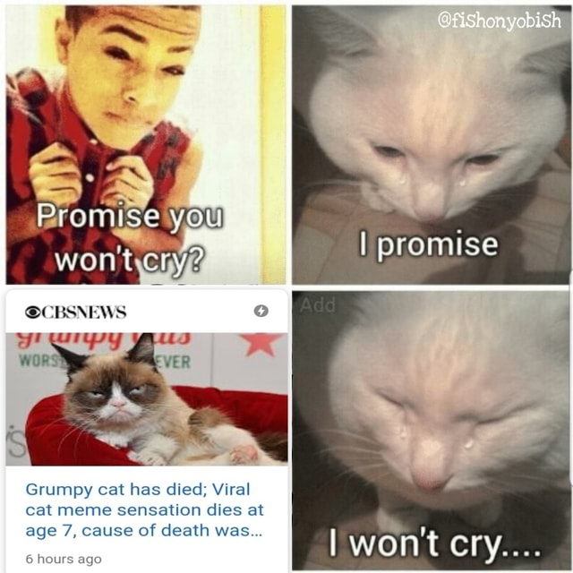 Grumpy Cat Has Died Viral Cat Meme Sensation Dies At Age 7 Cause Of
