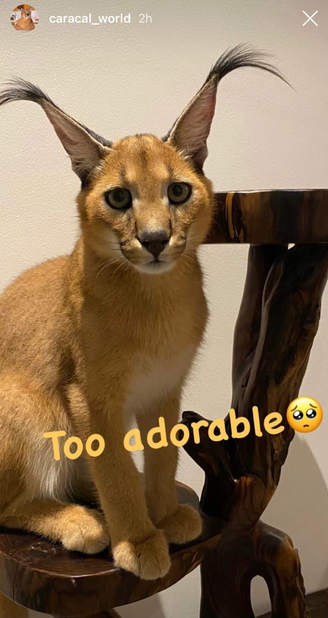 Caracal world - iFunny