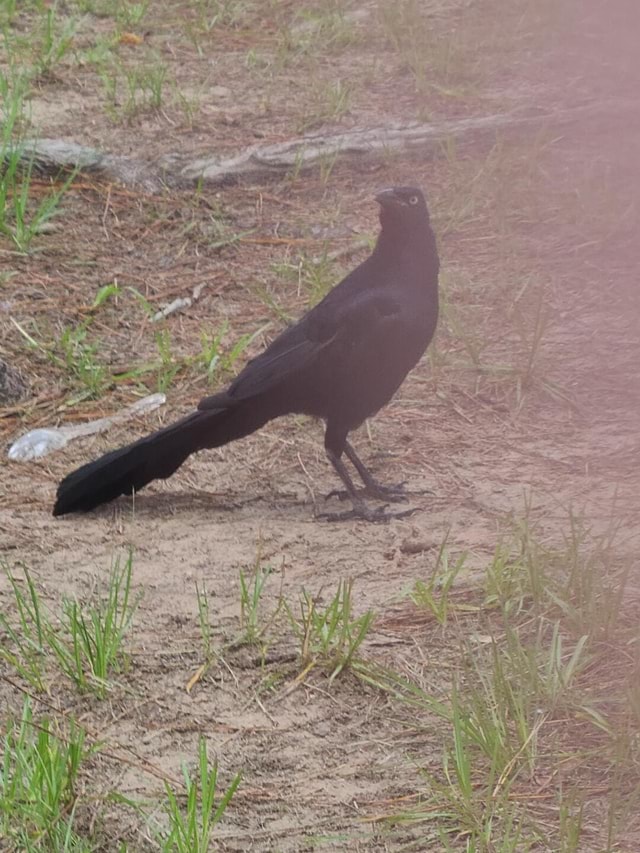 Probly wanted in on the 'human providing sustenance' action - iFunny