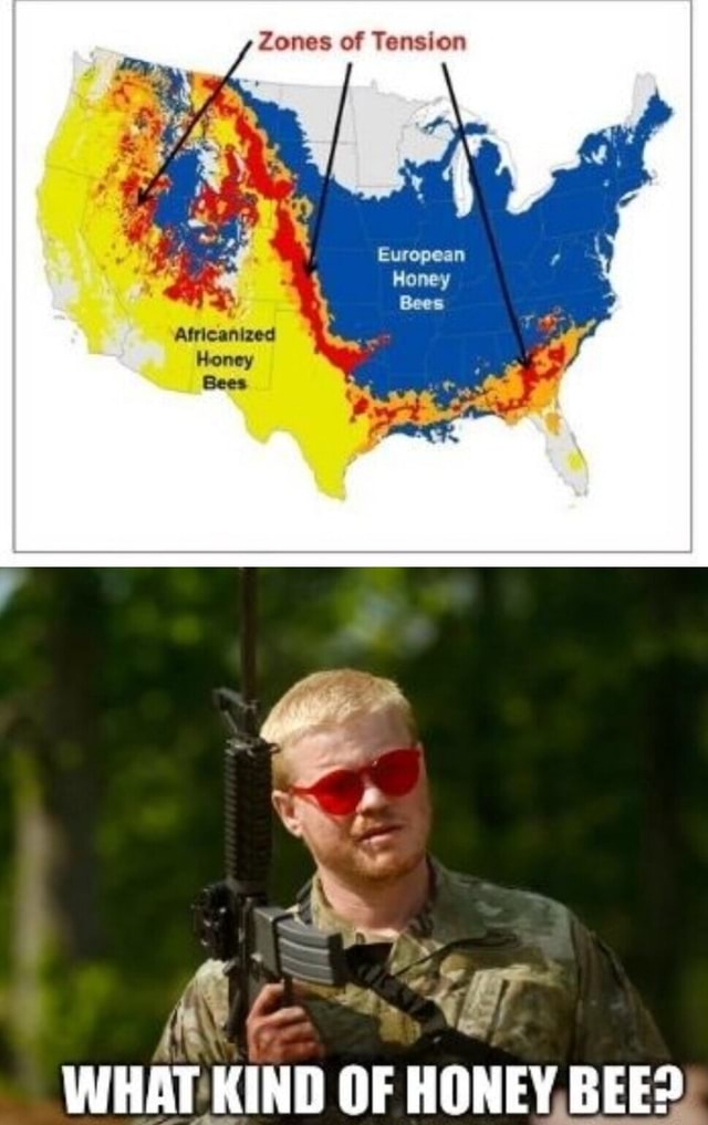 Zones of Tension Gees WHAT KIND OF HONEY, BEE? - iFunny