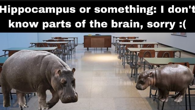 Hippocampus or something: don't know parts of the brain, sorry - iFunny