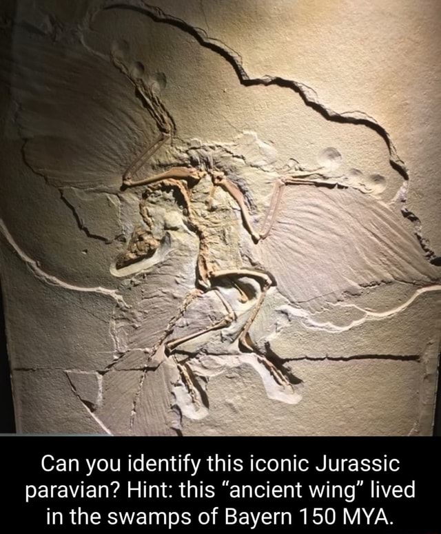 Can you identify this iconic Jurassic paravian? Hint: this "ancient ...