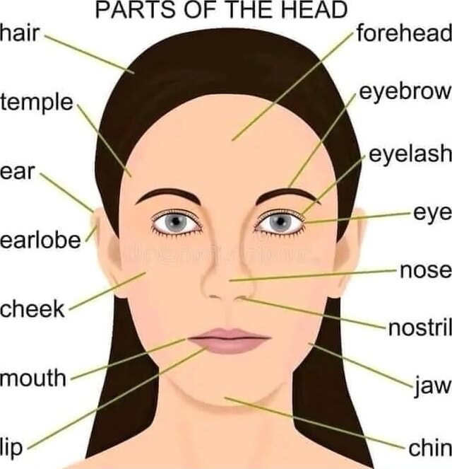 PARTS OF THE HEAD hair forehead temple eyebrow eyelash ear eye earlobe ...