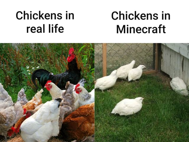 Chickens in Chickens in real life Minecraft - iFunny
