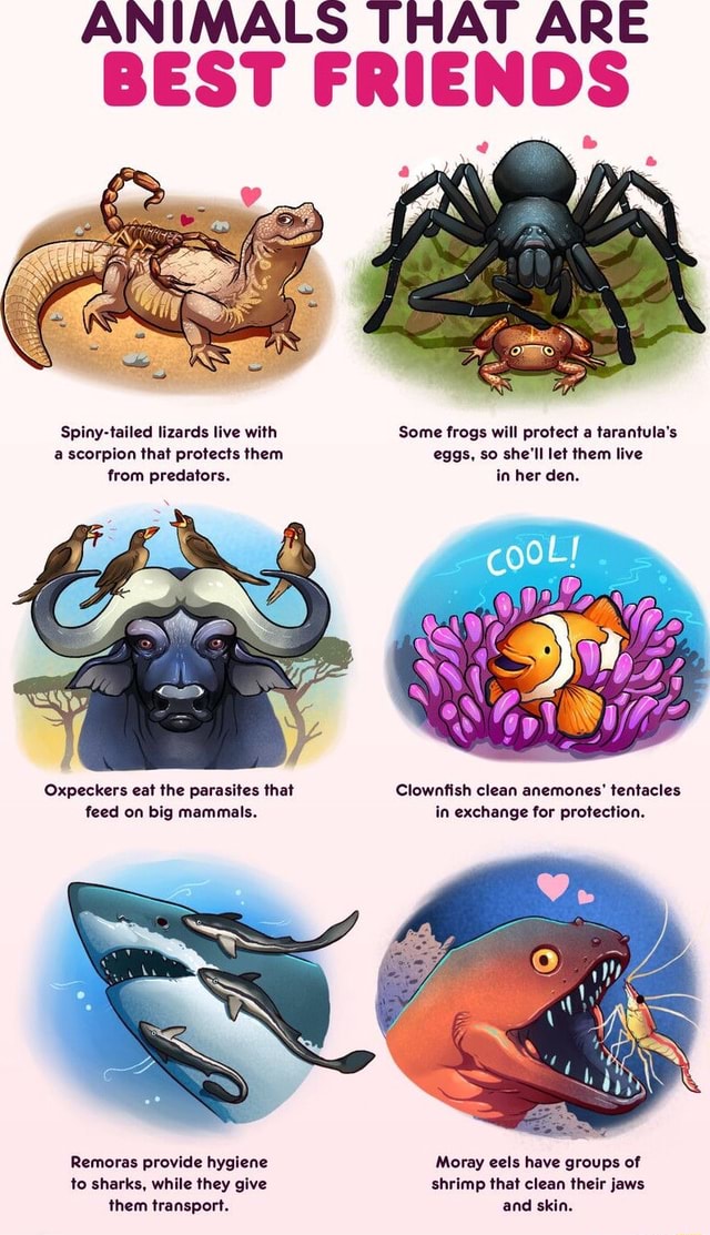 ANIMALS THAT ARE BEST FRIENDS Spiny-tailed lizards live with Some frogs ...