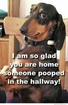 5 poop inthe hallway!) - iFunny
