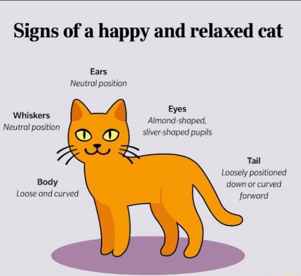 Signs of a happy and relaxed cat Ears Neutral position Eyes shaped ...