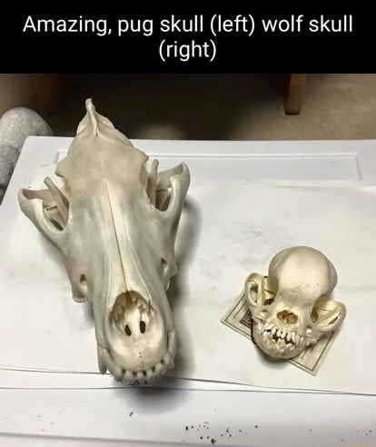 Amazing, pug skull (left) wolf skull (right) - iFunny