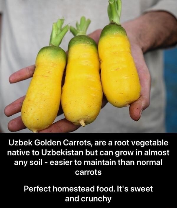 Uzbek Golden Carrots, are a root vegetable native to Uzbekistan but can ...