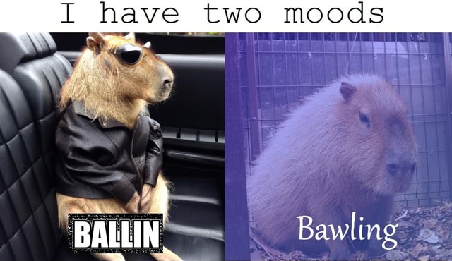 I have two moods BALLIN. Bawling - iFunny