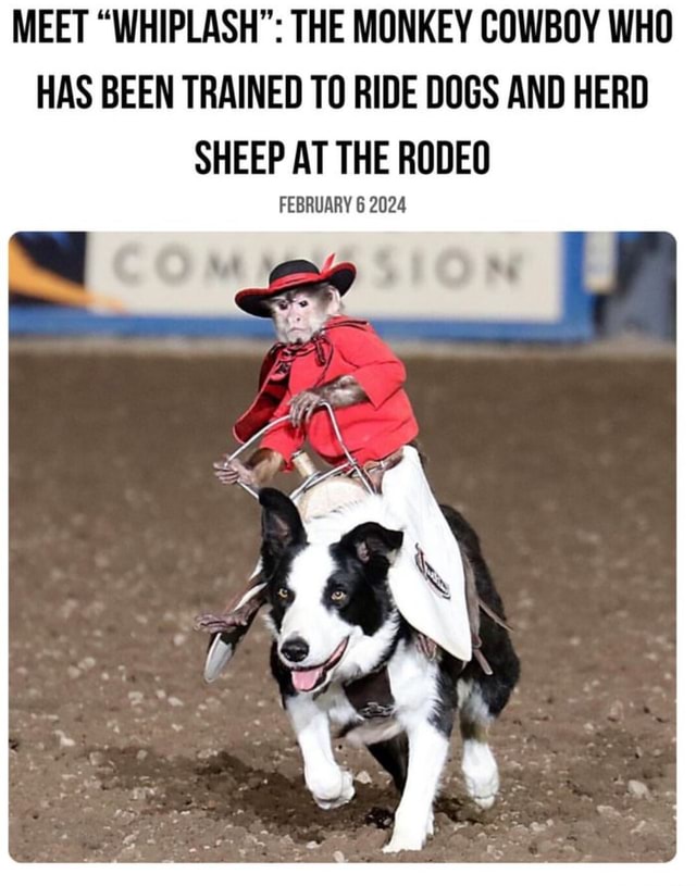 MEET "WHIPLASH": THE MONKEY COWBOY WHO HAS BEEN TRAINED RIDE DOGS AND ...