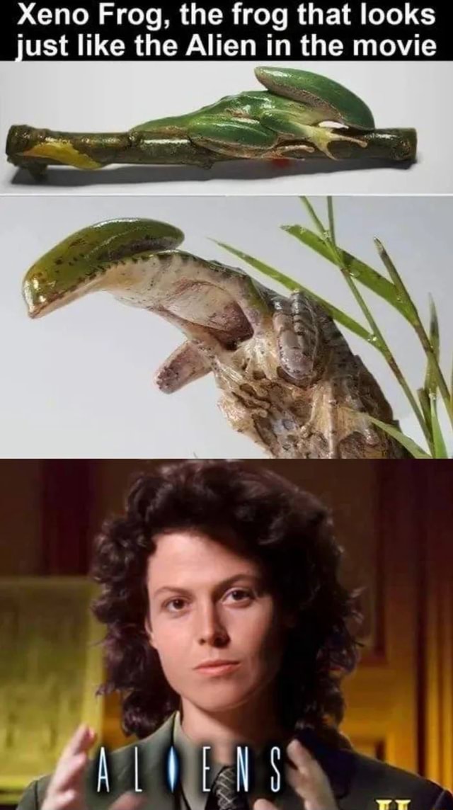 Xeno Frog, the frog that looks just like the Alien in the movie - iFunny