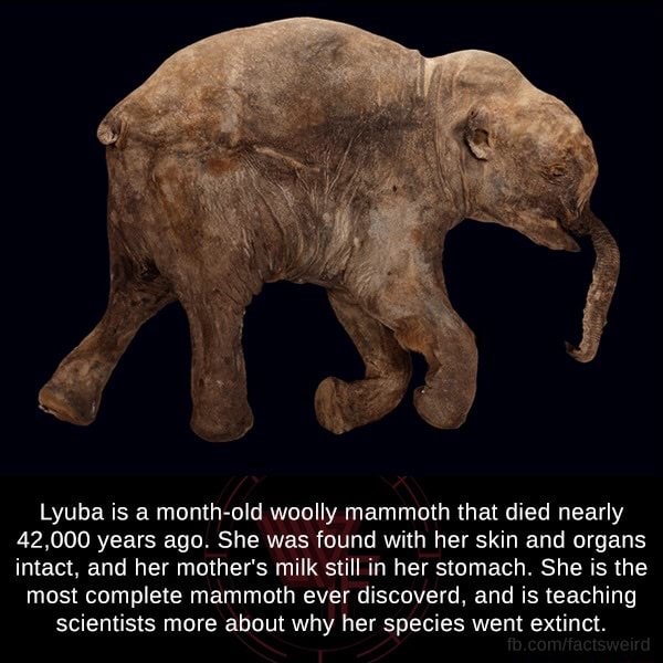 Lyuba is a month-old woolly mammoth that died nearly 42,000 years ago ...