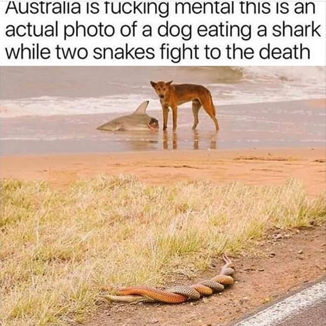 Australia IS TUCKINg Mental this Is an actual photo of a dog eating a ...