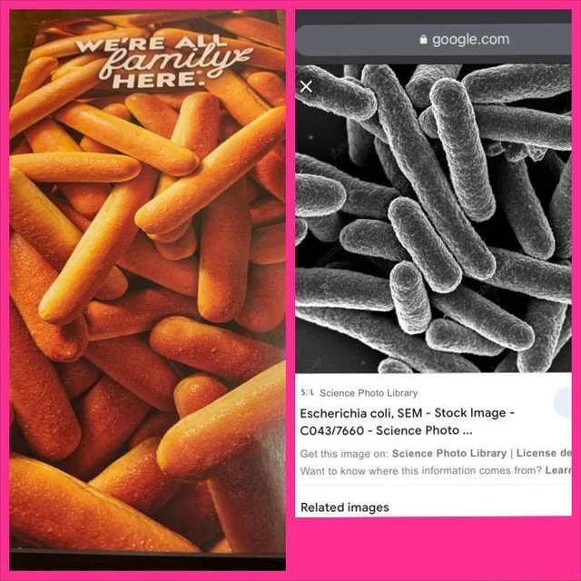 Librar Escherichia coli, SEM - Stock Image - - Science Photo Science ...
