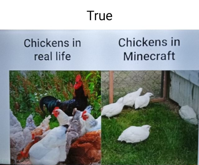 True Chickens in Chickens in real life Minecraft - iFunny
