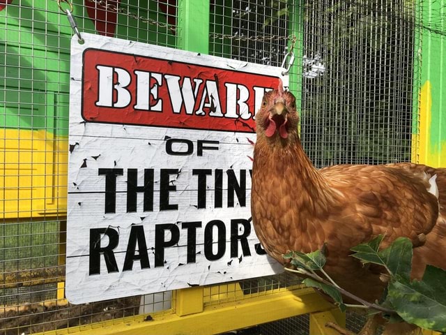 Yes she is the Alpha Hen - iFunny