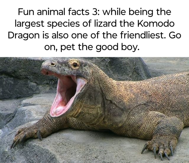 Fun animal facts 3: while being the largest species of lizard the ...