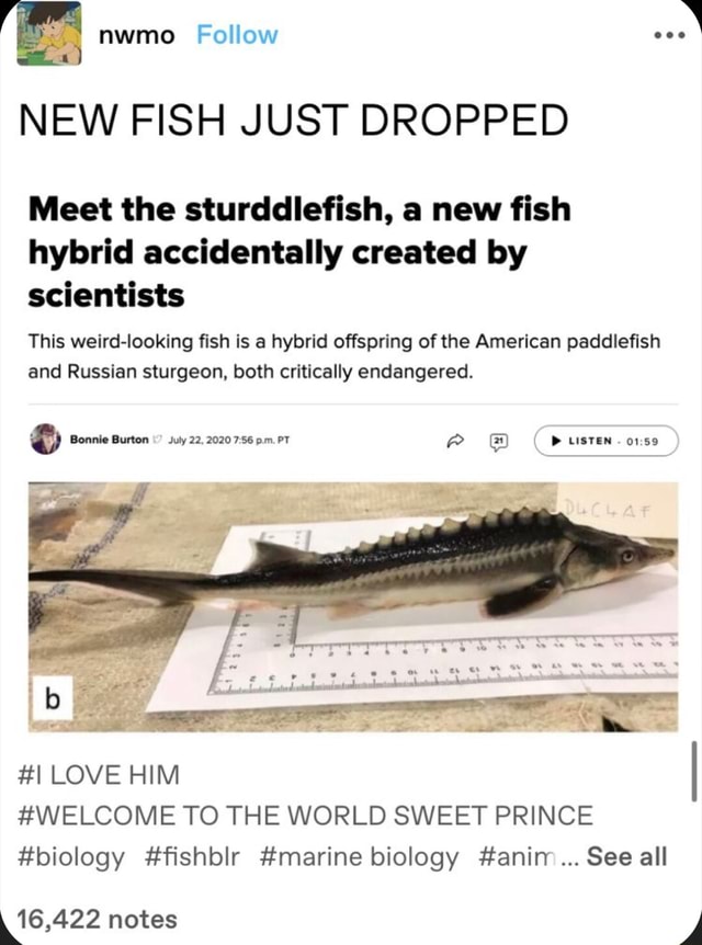 Follow NEW FISH JUST DROPPED Meet the sturddlefish, a new fish hybrid ...