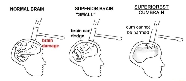NORMAL BRAIN SUPERIOR BRAIN SUPERIOREST "SMALL" CUMBRAIN hf if if cum ...
