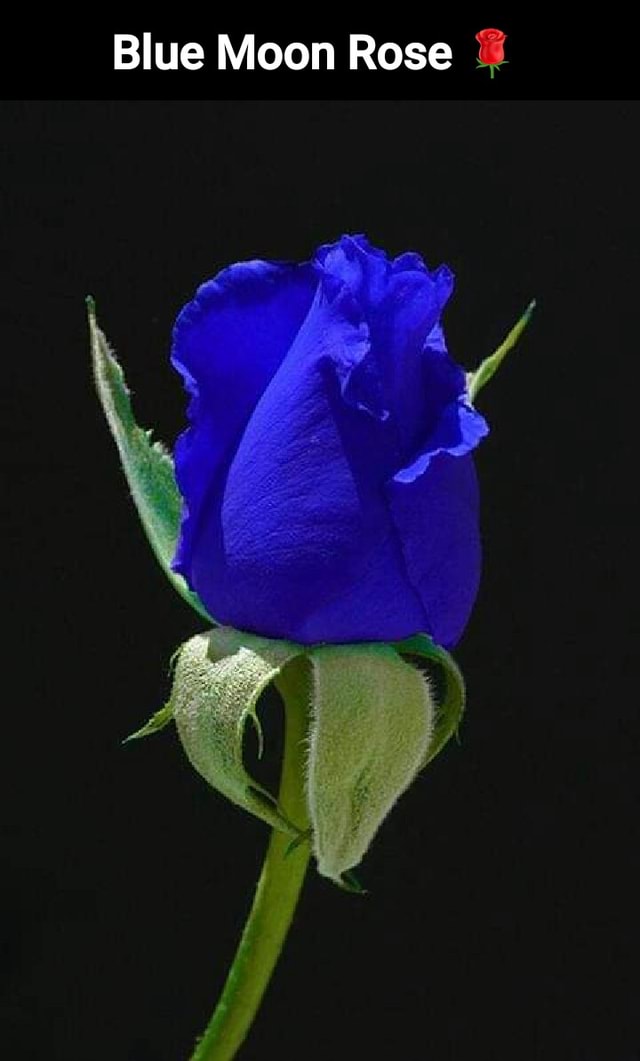 Blue Moon Rose ry - America’s best pics and videos