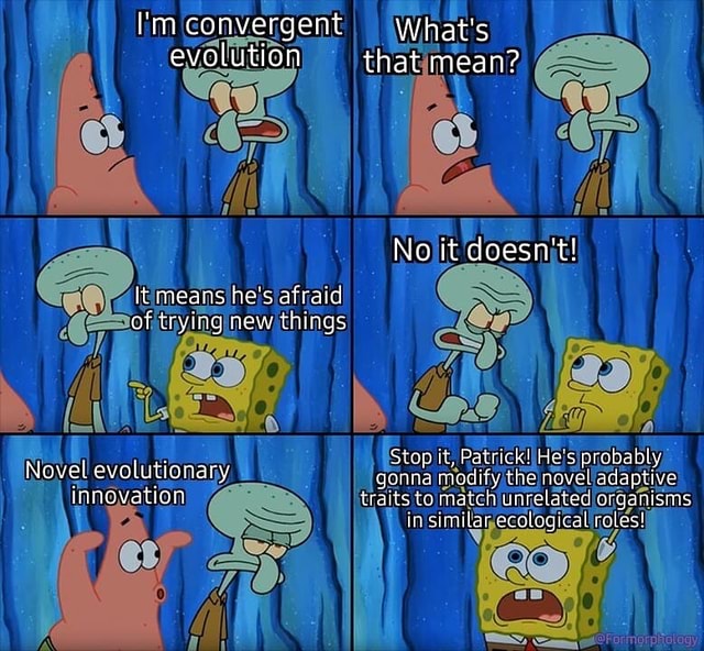 🦈🐬 Meme by @formorphology - I'm convergent What's evolution that mean ...