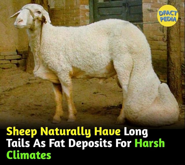 Sheep Naturally Have Long Tails As Fat Deposits For Harsh Climates - iFunny