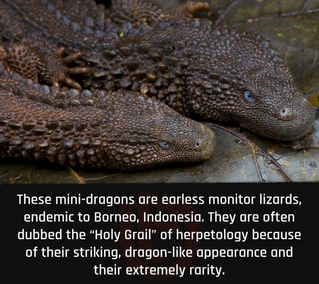 These mini-dragons are earless monitor lizards, endemic to Borneo ...