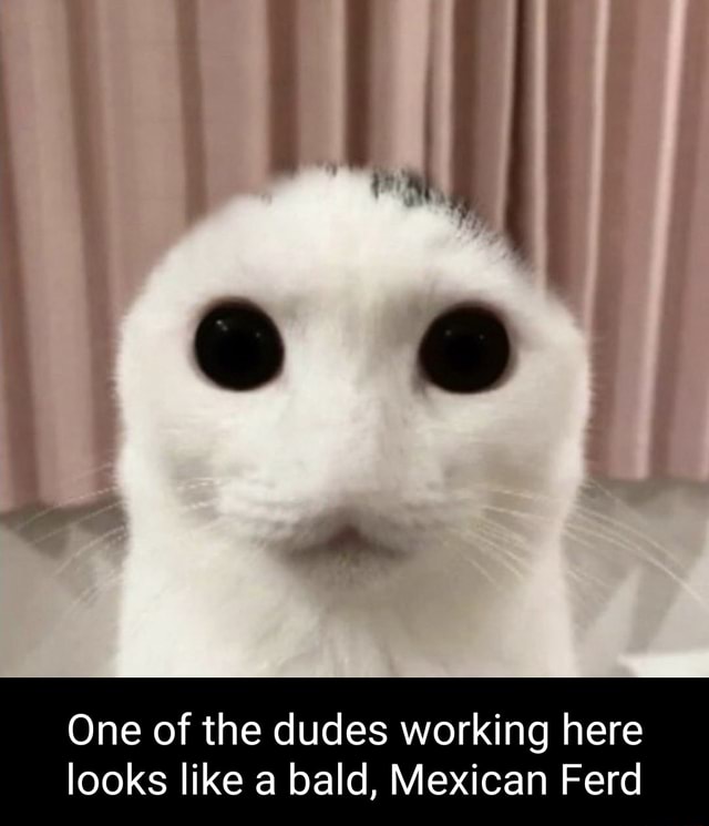 One of the dudes working here looks like a bald, Mexican Ferd - iFunny