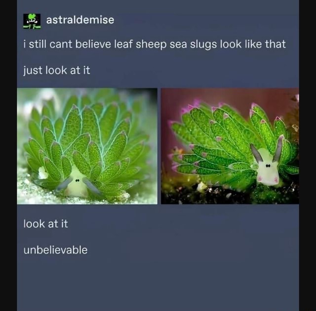 I still cant believe leaf sheep sea slugs look like that astraldemise ...