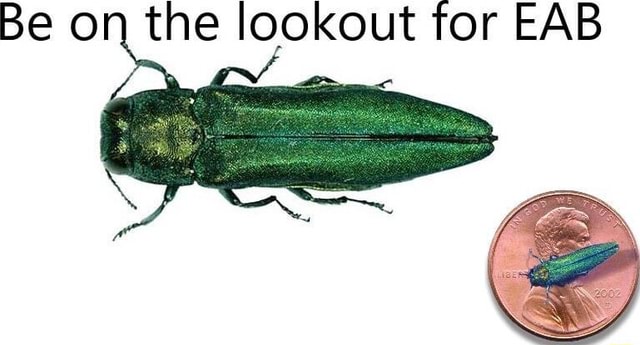 Be on the lookout for EAB - iFunny