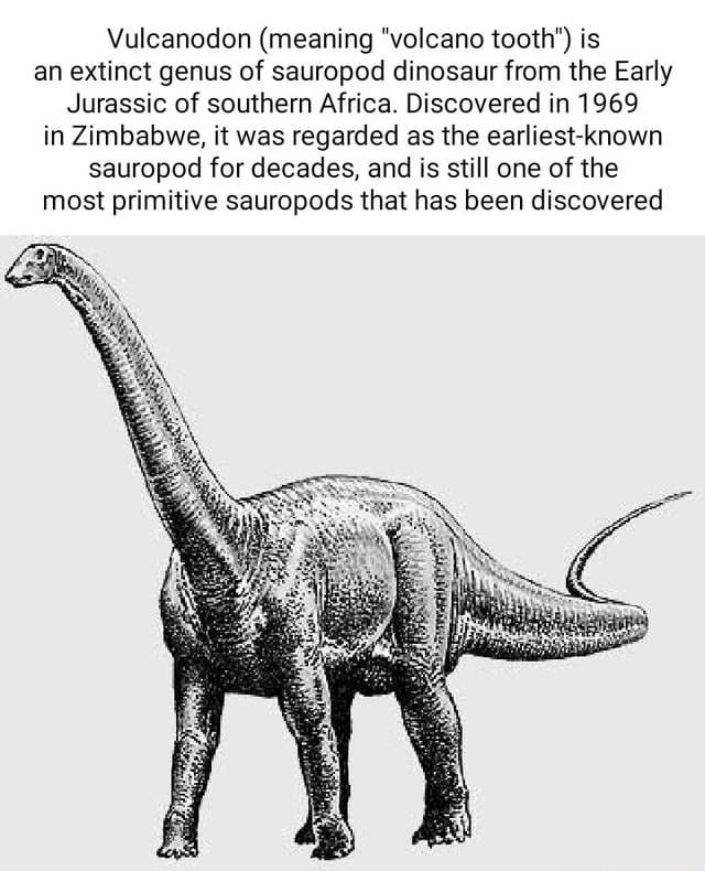 Vulcanodon (meaning "volcano tooth') is an extinct genus of sauropod ...