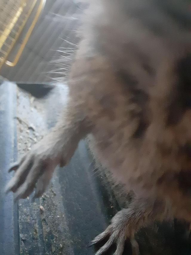 Wittle gremlin paws - America’s best pics and videos