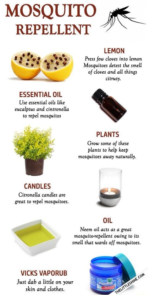 MOSQUITO REPELLENT LEMON Press few cloves into lemon Mosquitoes detest ...