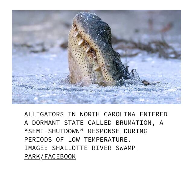 ALLIGATORS IN NORTH CAROLINA ENTERED A DORMANT STATE CALLED BRUMATION ...