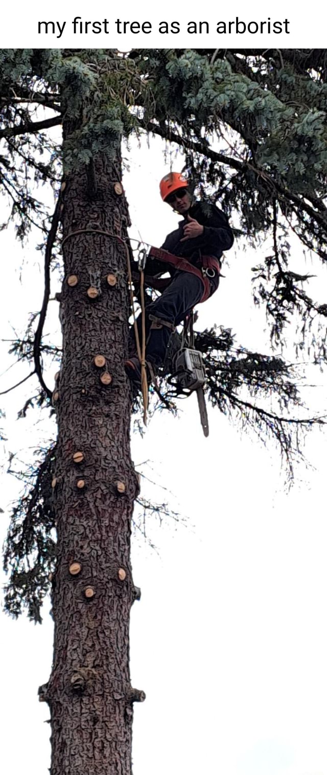 My first tree as an arborist - iFunny