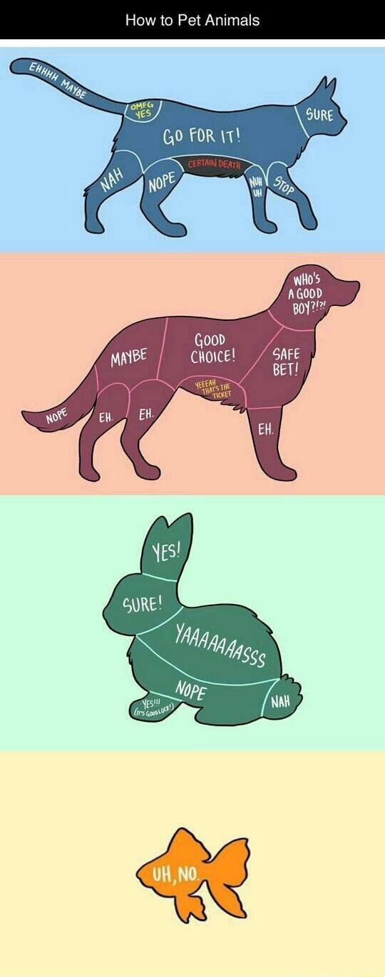 How 10 Pet Animals Goon // - iFunny