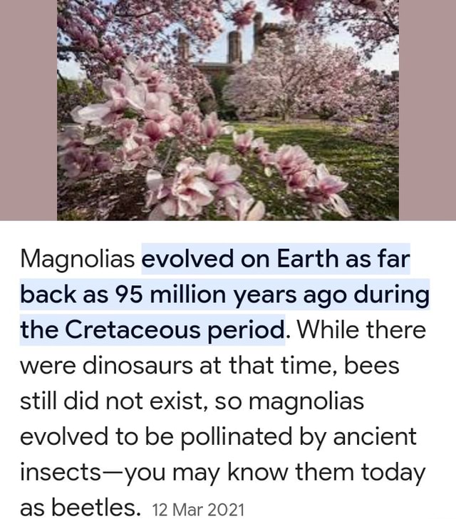 Magnolias evolved on Earth as far back as 95 million years ago during ...